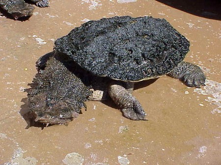 Dziwne zwierzęta - KryptoZoo - Portal Kryptozoologiczny