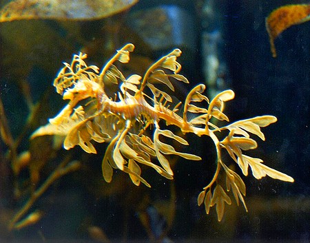 Dziwne zwierzęta - KryptoZoo - Portal Kryptozoologiczny